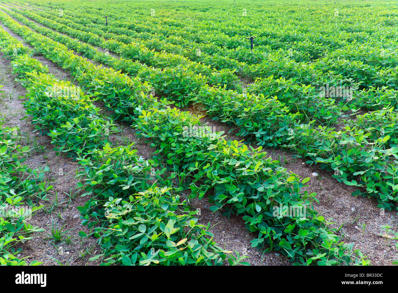 green plants grown in rows Stock Photo - Alamy