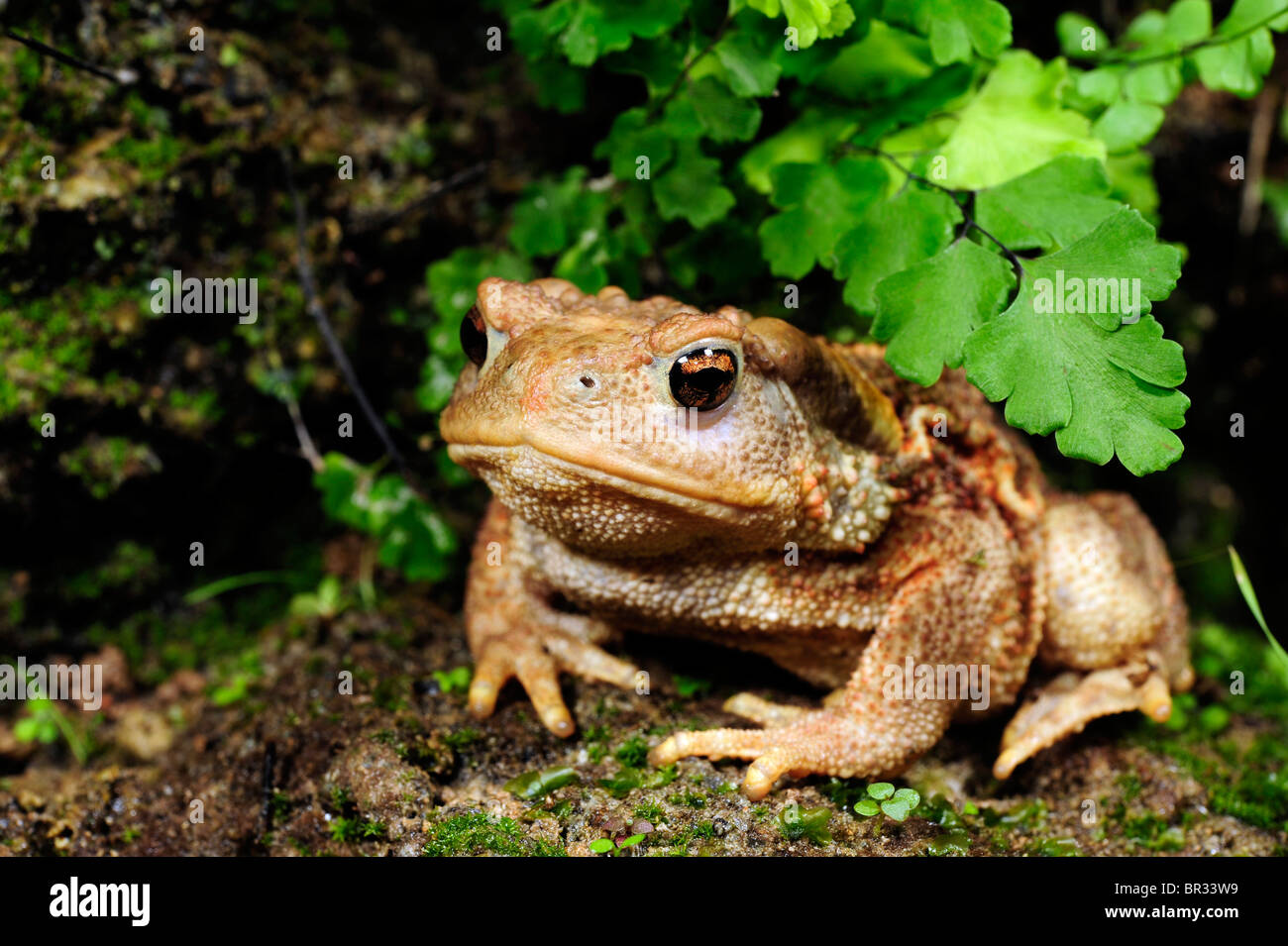 Juvenile toad hi-res stock photography and images - Alamy