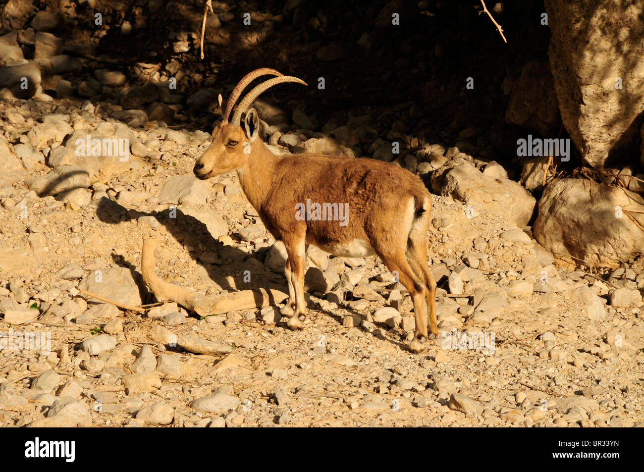 Nubian Ibex (Capra nubiana) in the Judean mountain desert near En Gedi ...