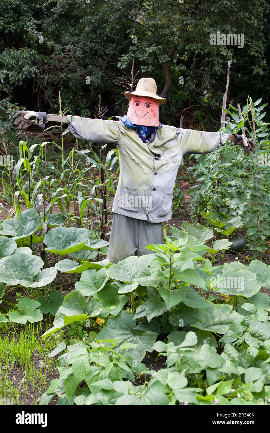 Scarecrow birds hi-res stock photography and images - Alamy