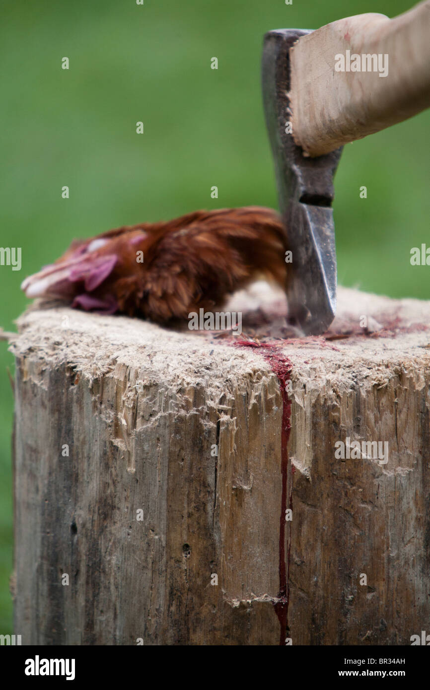 Chopped off Chicken Head on a stump Stock Photo - Alamy