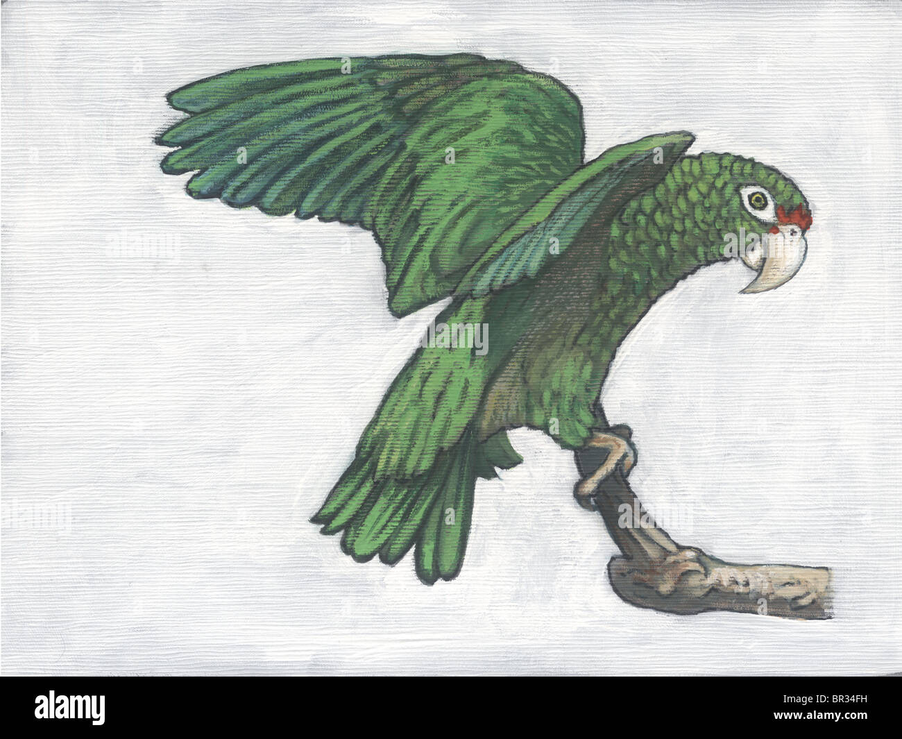 Illustrations Parrot High Resolution Stock Photography and Images - Alamy