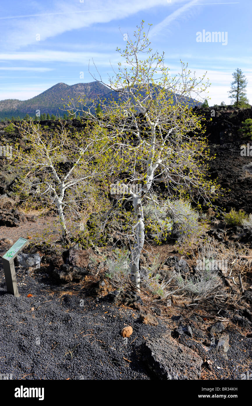 Quaking Aspen at Sunset Crater Volcano National Monument Flagstaff ...
