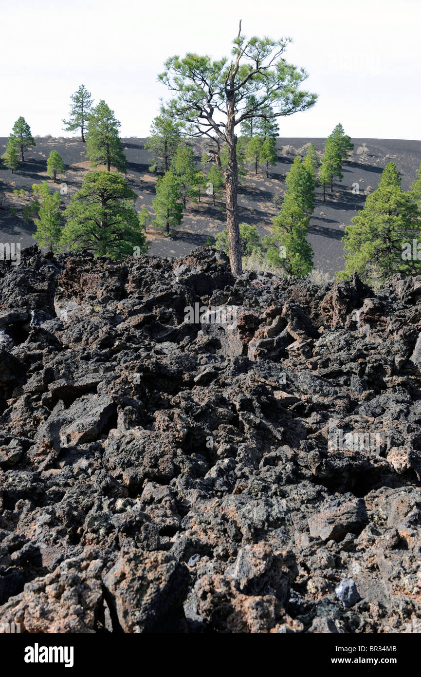 Sunset Crater Volcano National Monument Flagstaff Arizona Stock Photo ...