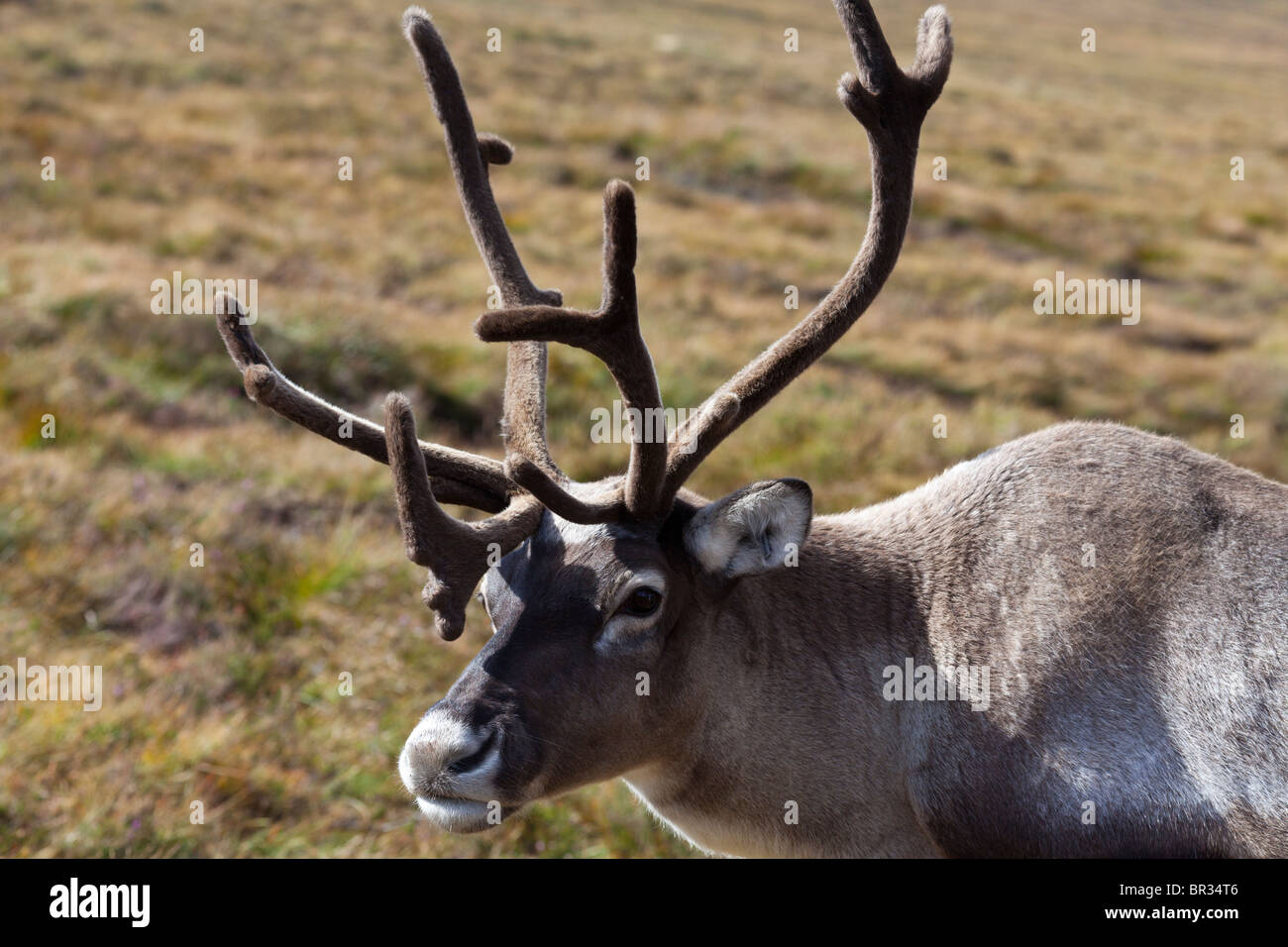 Scottish reindeer hi-res stock photography and images - Alamy