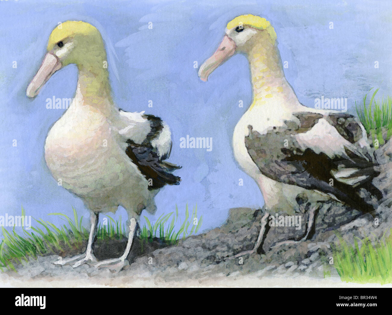 Short tailed albatross hi-res stock photography and images - Alamy