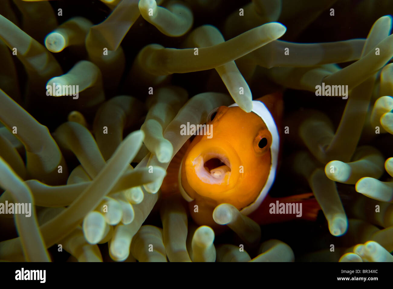 Clownfish Eating