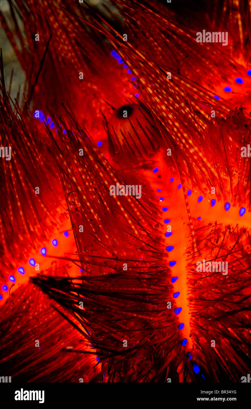 Close up of a Red Sea Urchin,aka Blue spotted urchin (Astropyga radiata ...
