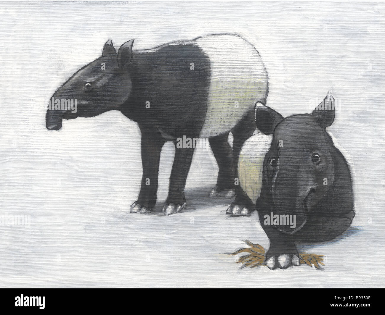 Malayan Tapir Drawing