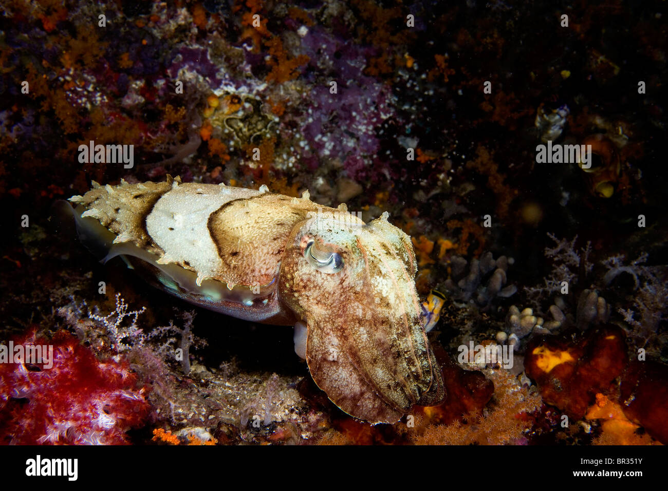 Closeup of a Needle cuttlefish (Sepia aculeata), Indonesia Stock Photo ...