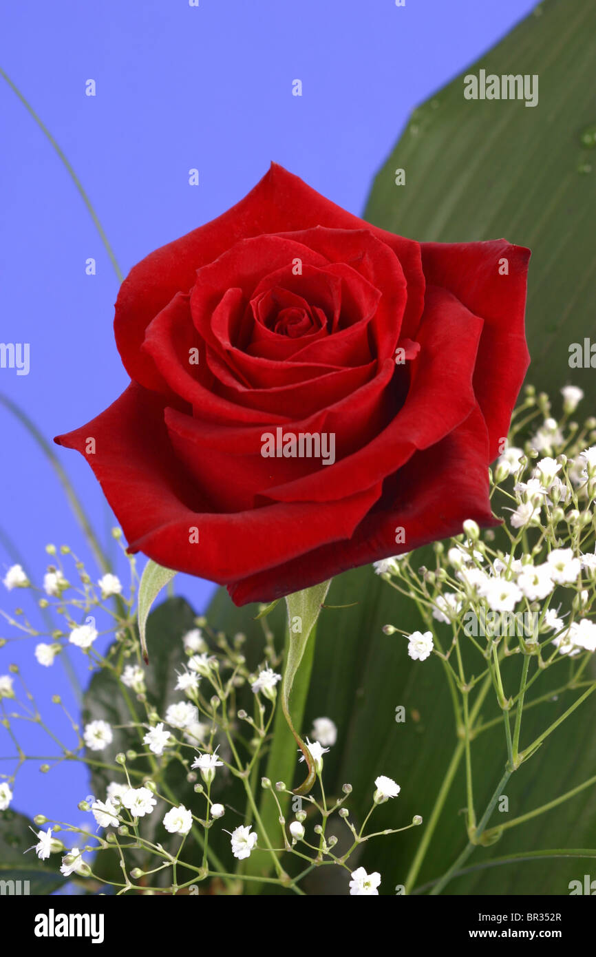single red rose on a blue background Stock Photo - Alamy