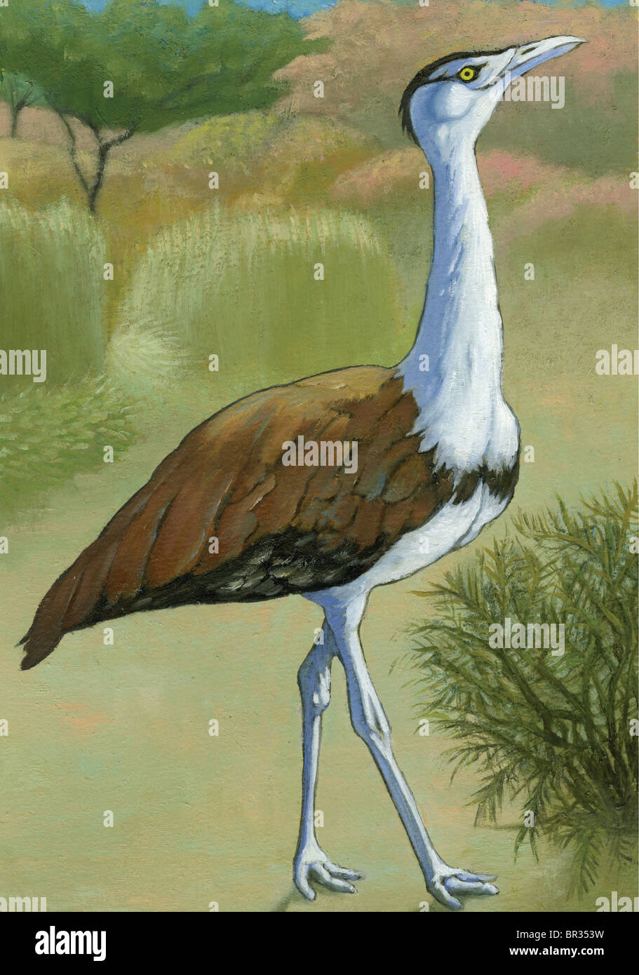 An illustration of an indian bustard Stock Photo - Alamy
