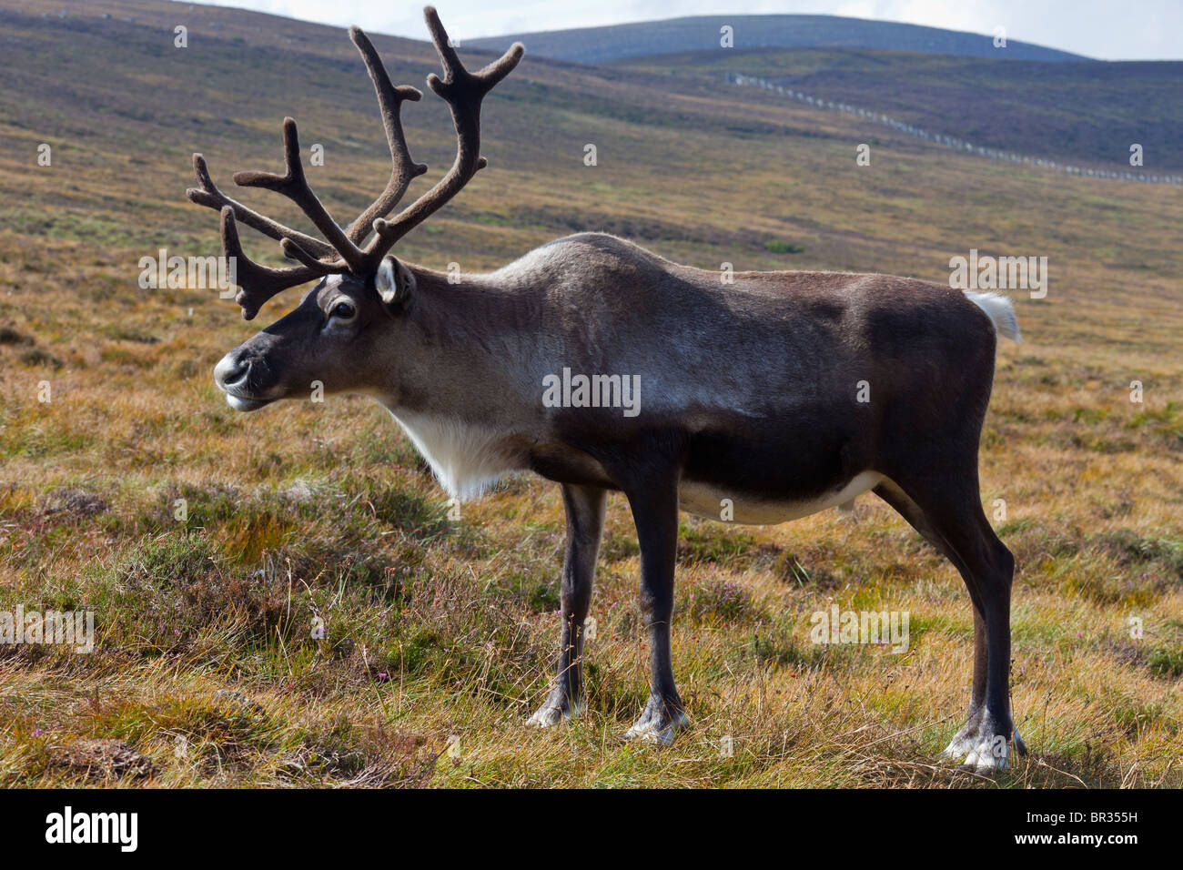 Scottish reindeer hi-res stock photography and images - Alamy