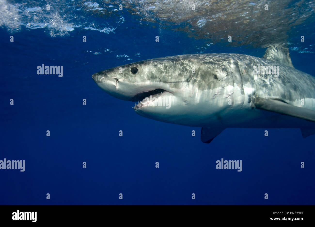 Squaliformes hi-res stock photography and images - Alamy