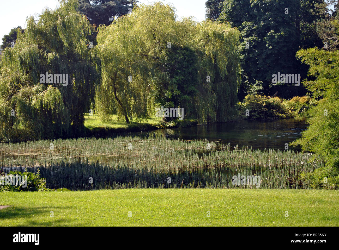 Willow trees water hi-res stock photography and images - Alamy