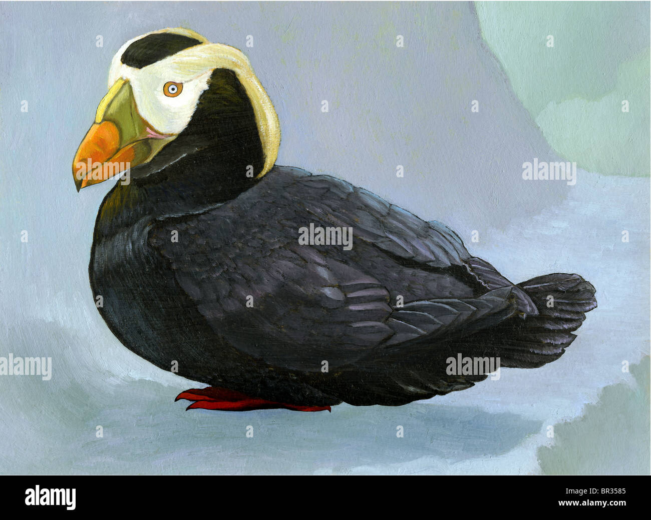 Puffin painting hi-res stock photography and images - Alamy