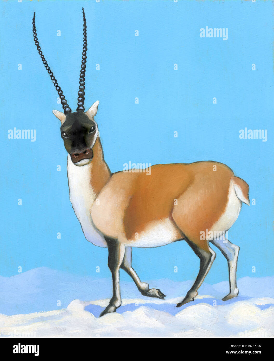 Tibetan antelope tibet hi-res stock photography and images - Alamy