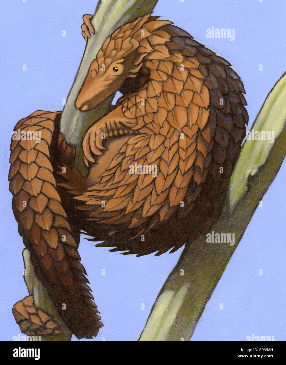 Tree Pangolin Drawing