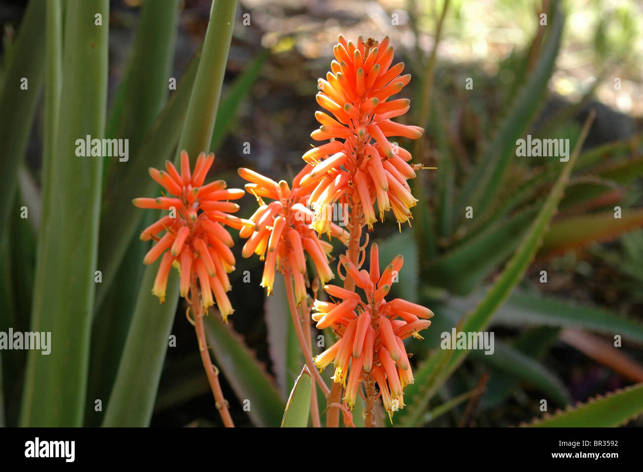 African Flowers in full bloom Stock Photo - Alamy