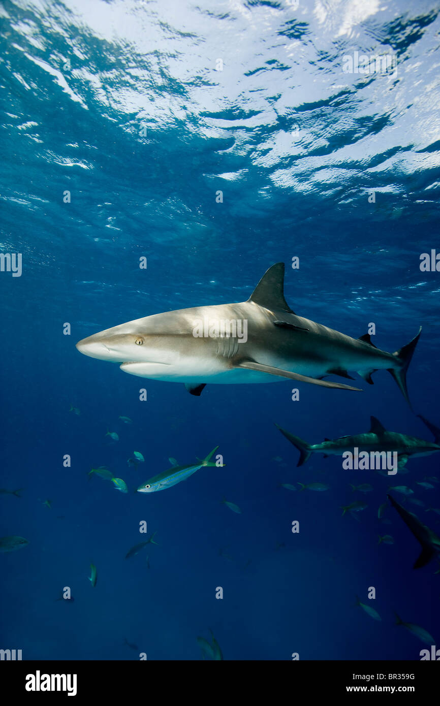 Frenzied activity involving Caribbean reef sharks (Carcharhinus perezi ...
