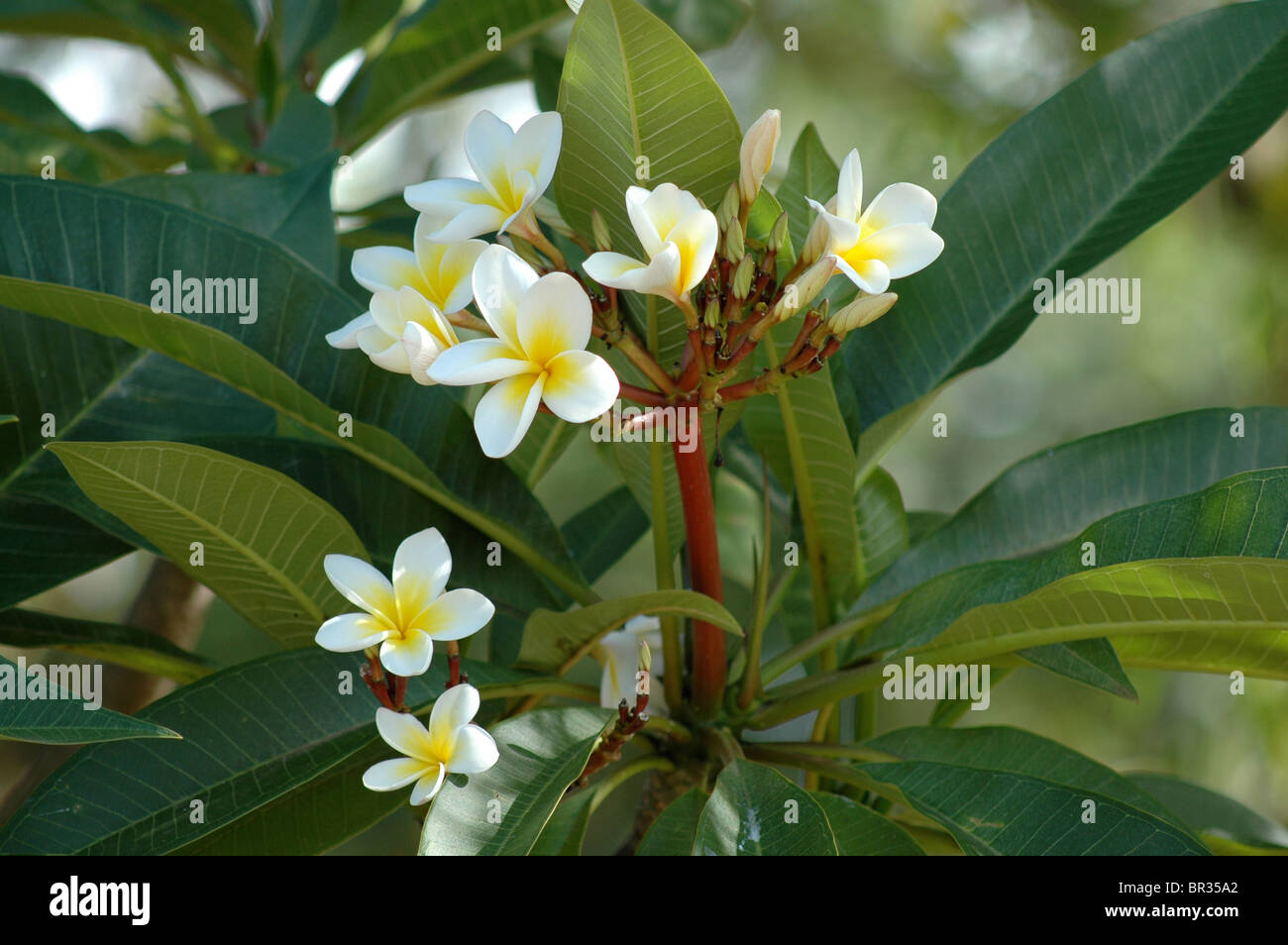 African Flowers in full bloom Stock Photo - Alamy