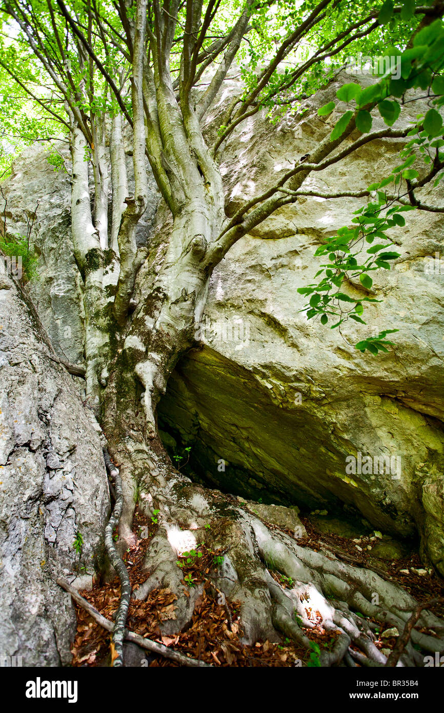 Landscape with forest of old birch trees in the mountains Stock Photo ...