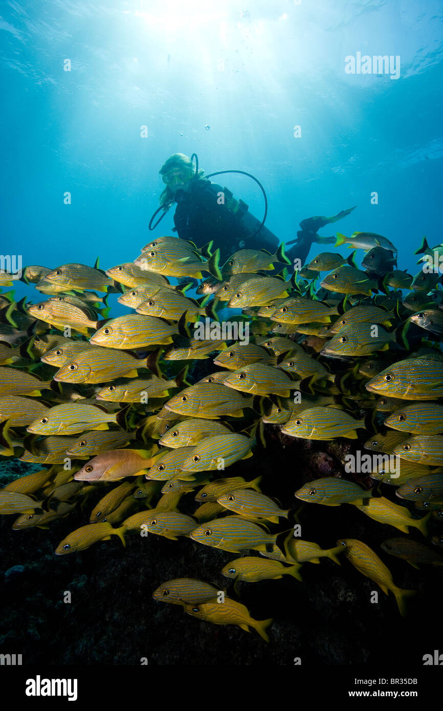 Grunt haemulidae hi-res stock photography and images - Alamy
