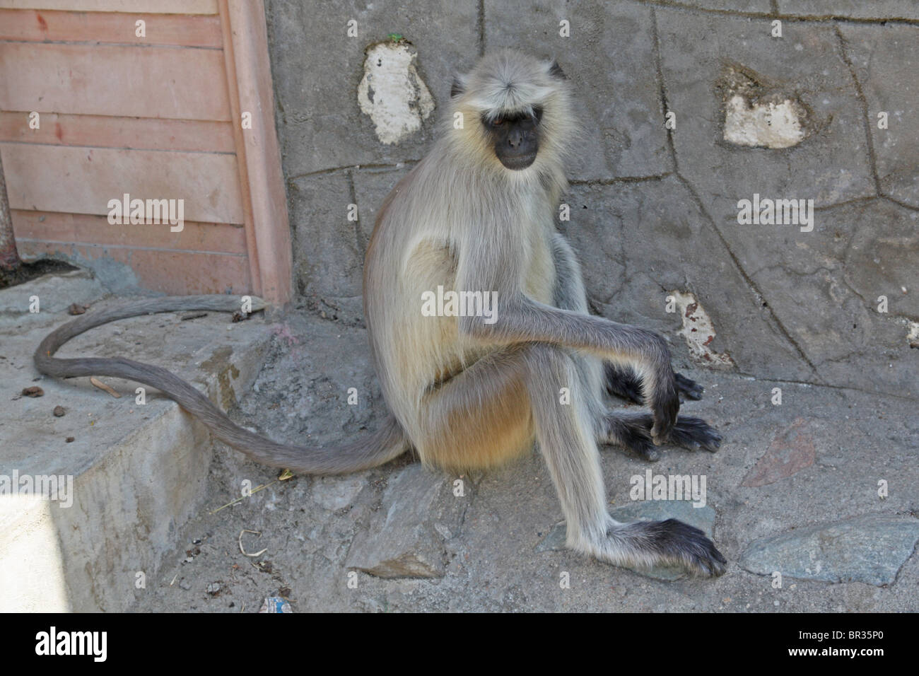 Monkey tail hi-res stock photography and images - Alamy