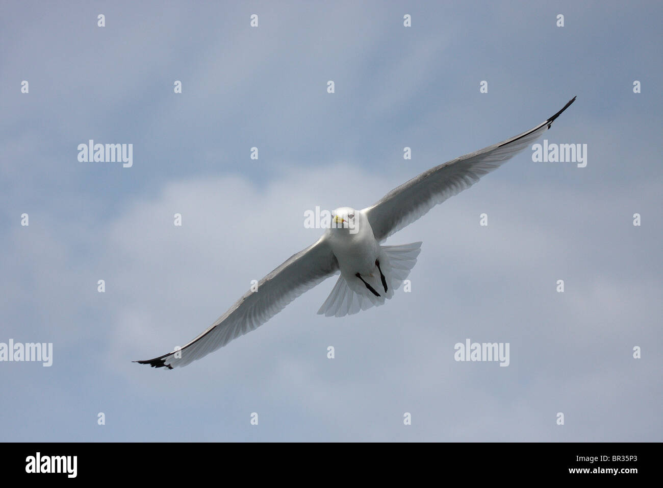 Kittiwake in flight Stock Photo - Alamy