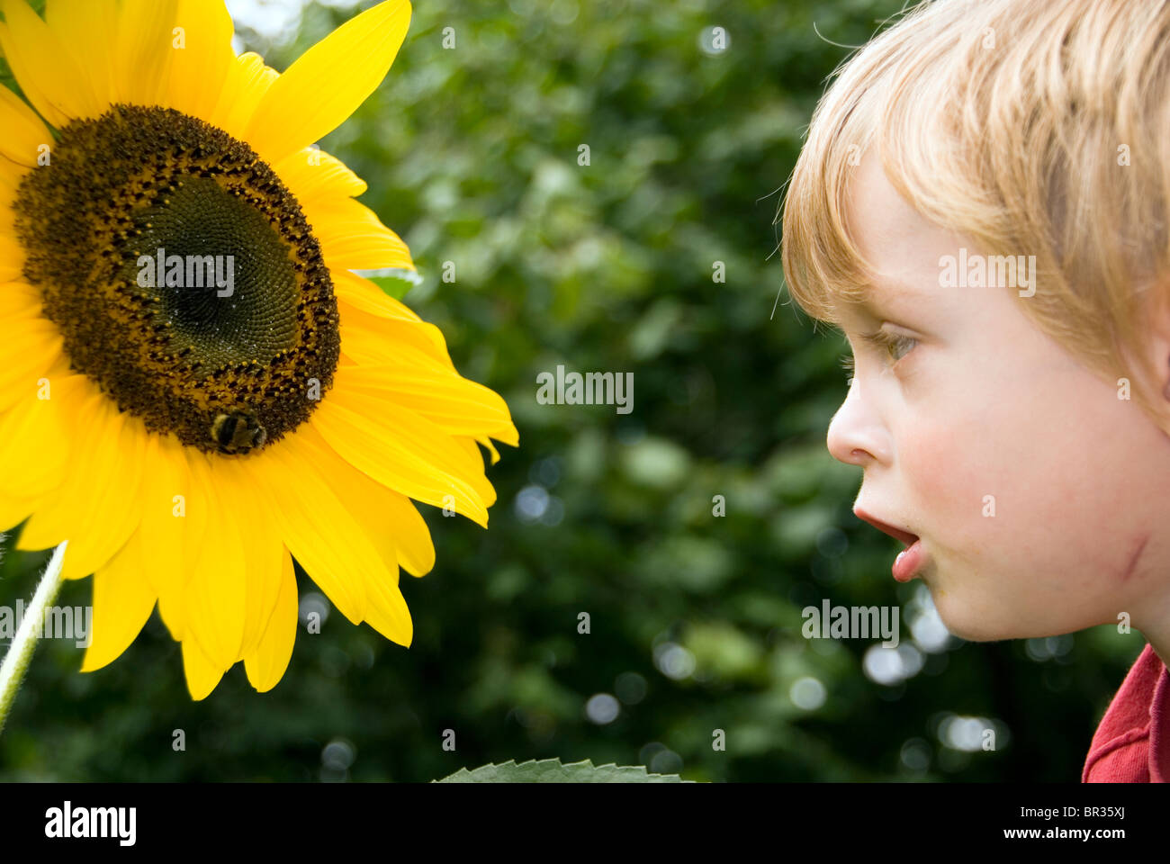 Child bee sunflower hi-res stock photography and images - Alamy