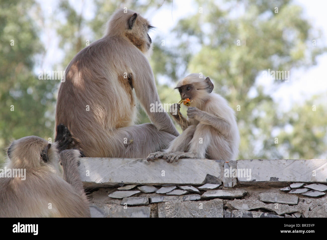 Jain temple animals hi-res stock photography and images - Alamy