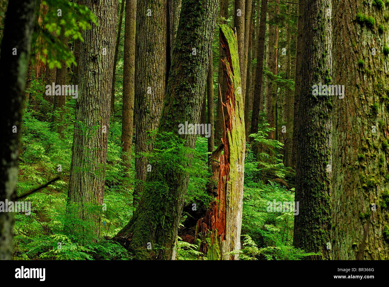 Old growth forest scenic. British Columbia, Canada Stock Photo - Alamy