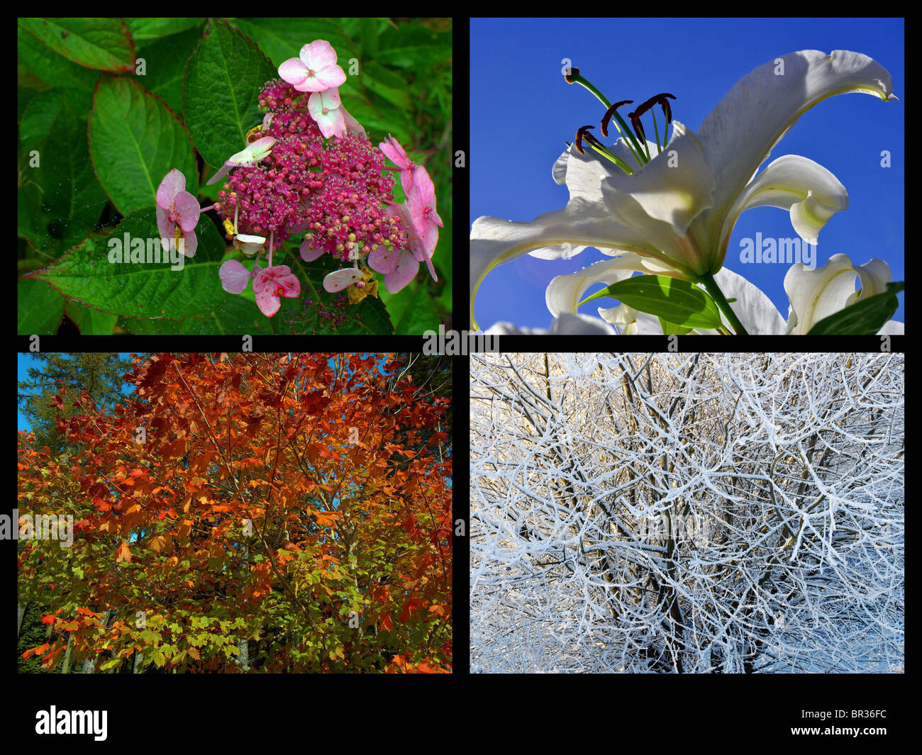 collage the changing seasons through nature Stock Photo - Alamy