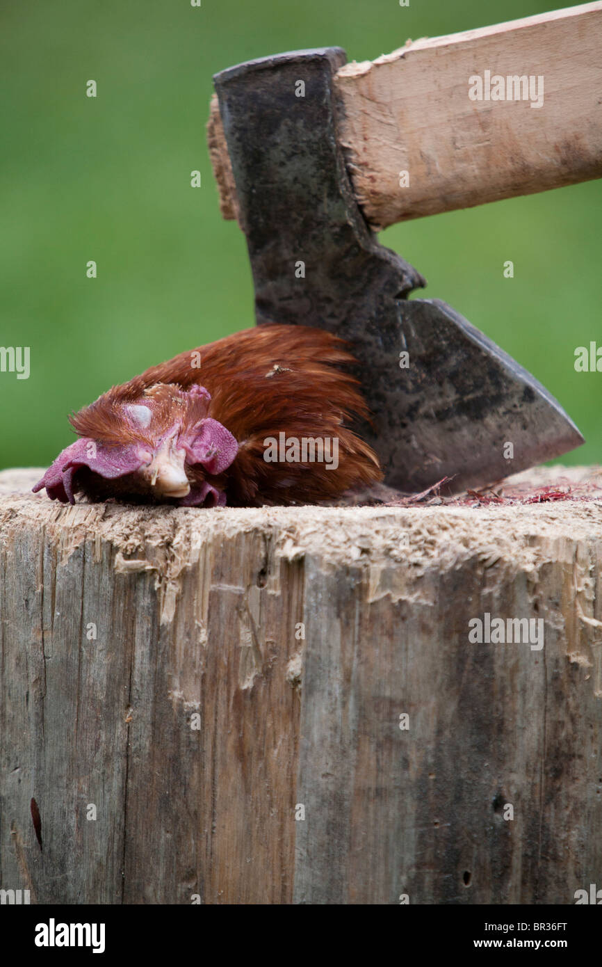Chopped off Chicken Head on a stump Stock Photo - Alamy