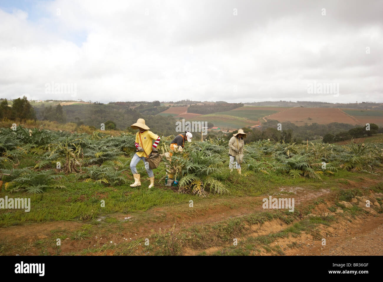 Field workers hi-res stock photography and images - Alamy