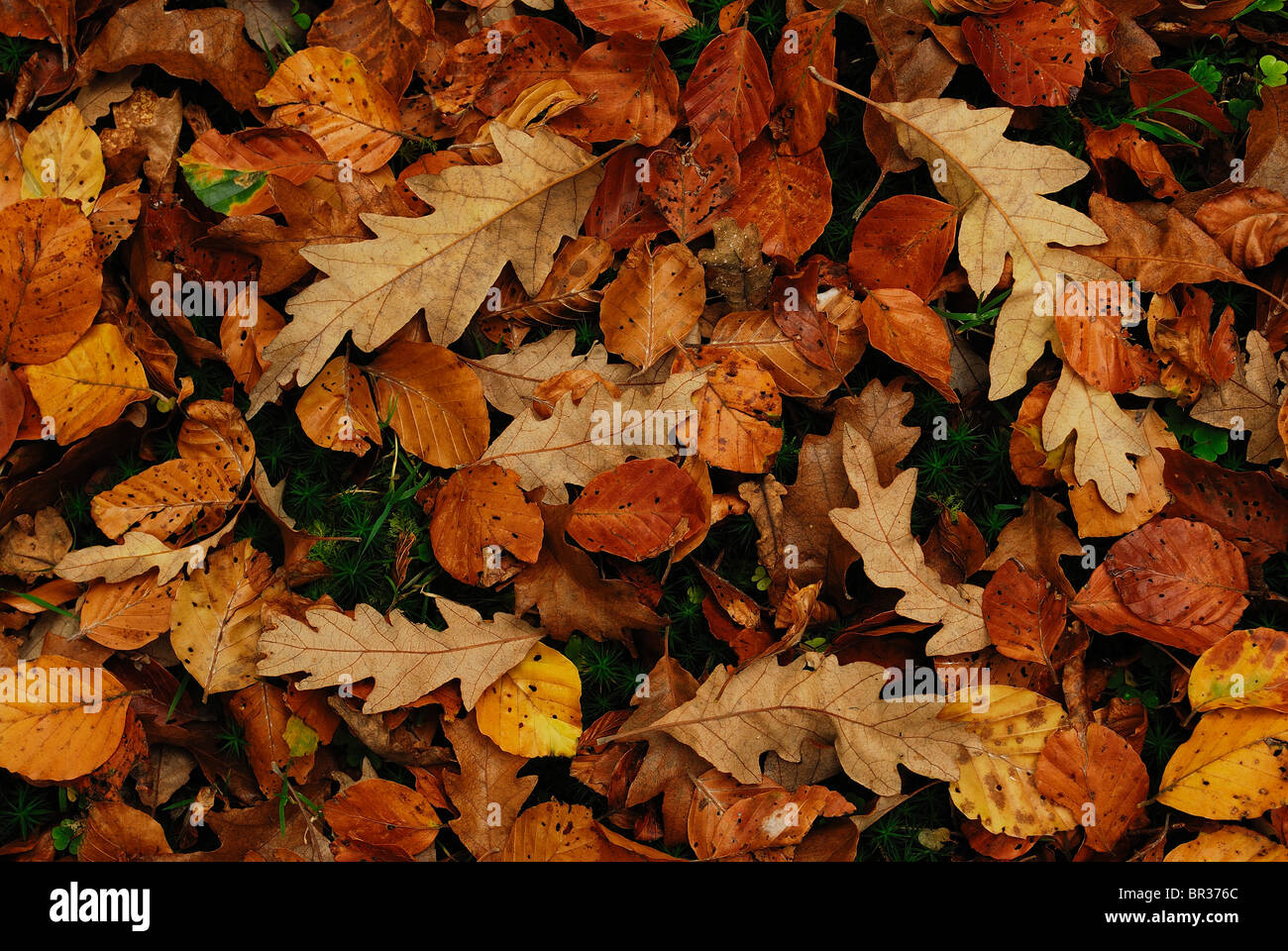 Beech leaves seeds hi-res stock photography and images - Alamy