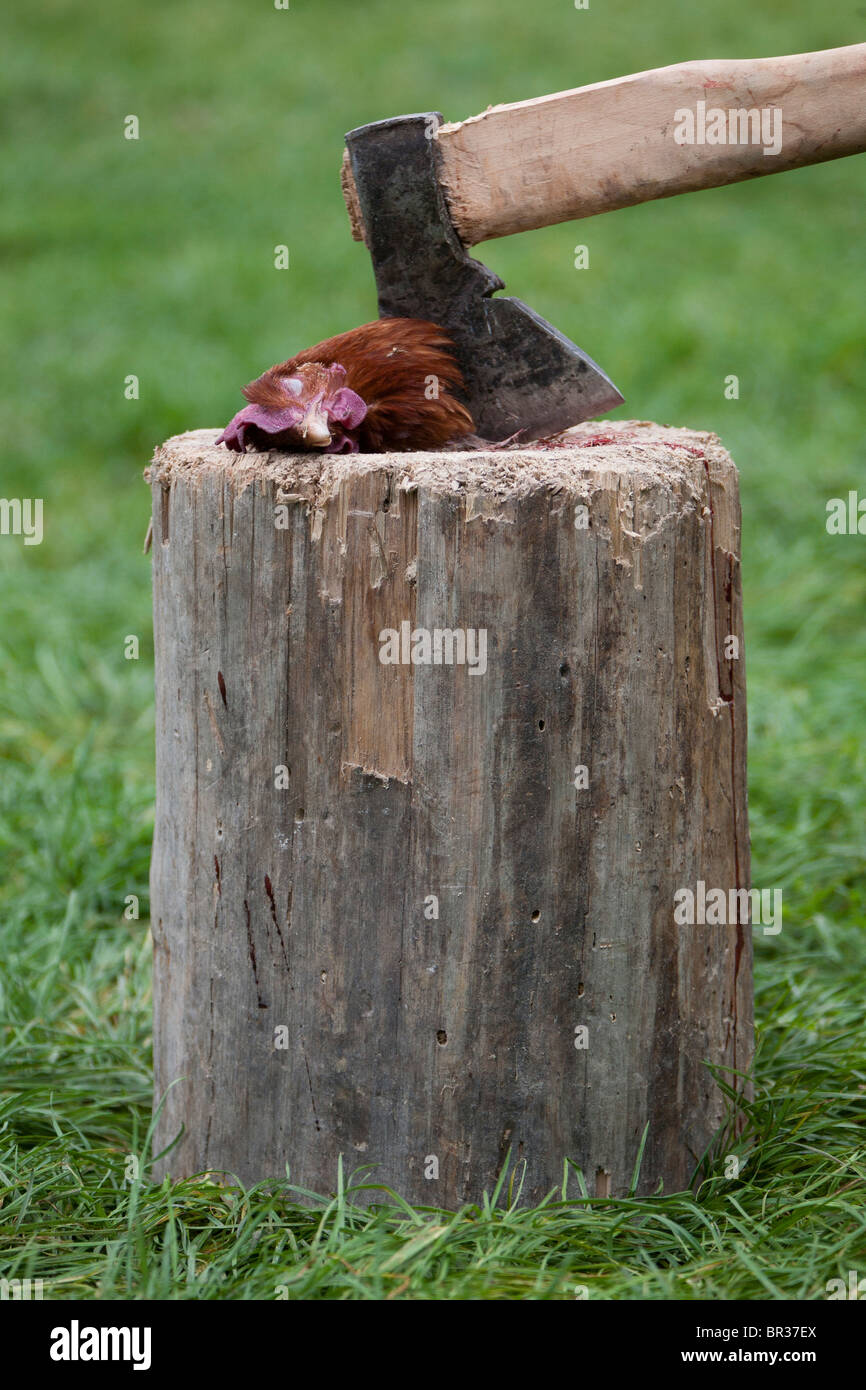 Chopped off Chicken Head on a stump Stock Photo - Alamy