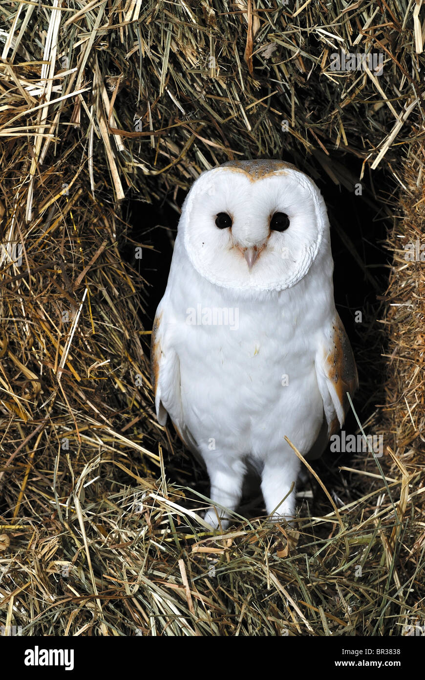 Watchfully hi-res stock photography and images - Alamy