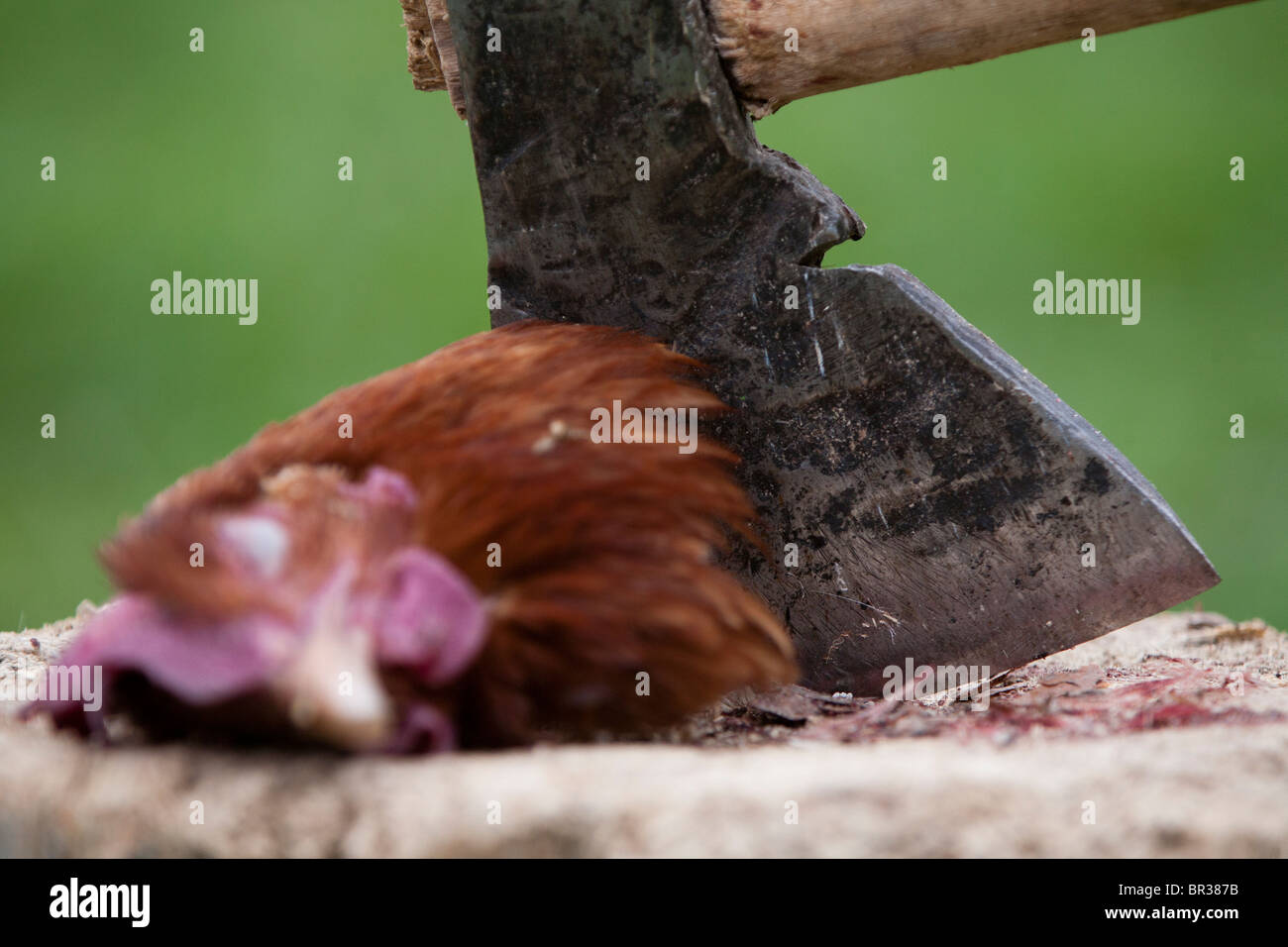 Chopped off Chicken Head on a stump Stock Photo - Alamy