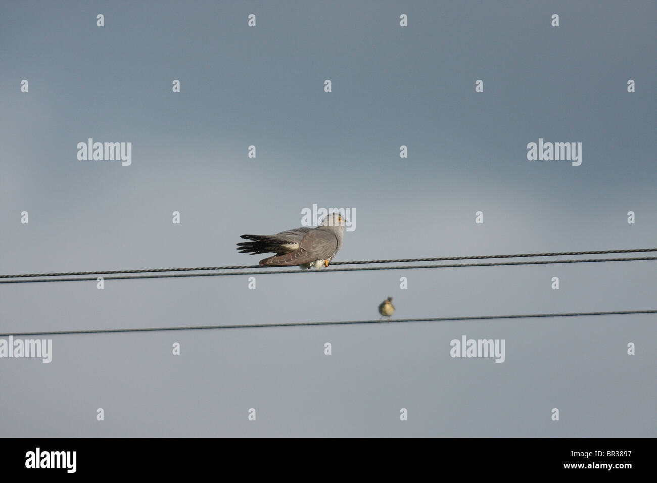 Cuckoo bird egg hi-res stock photography and images - Alamy