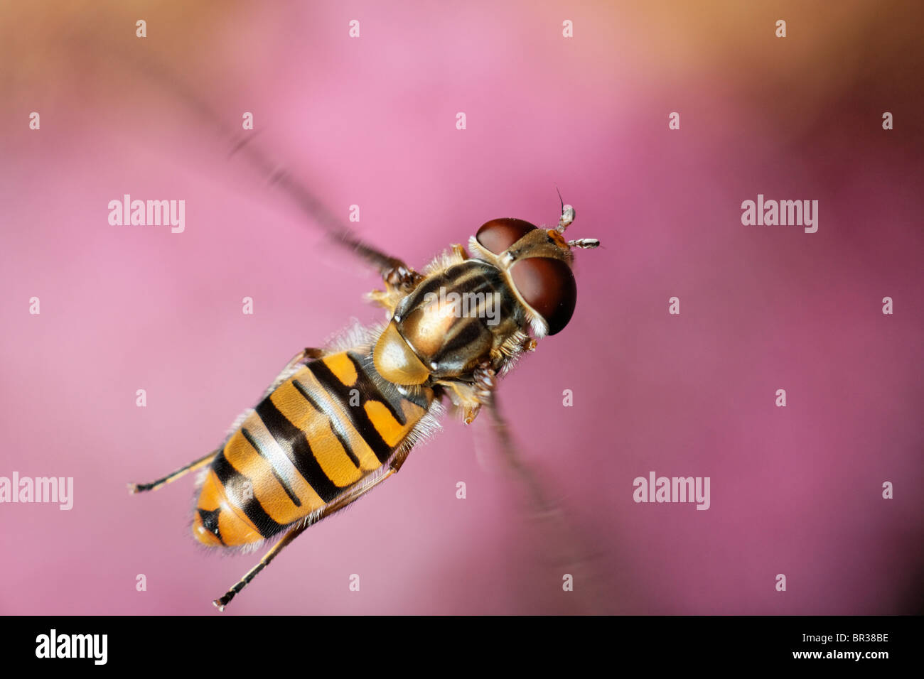 Diptera flying hi-res stock photography and images - Alamy