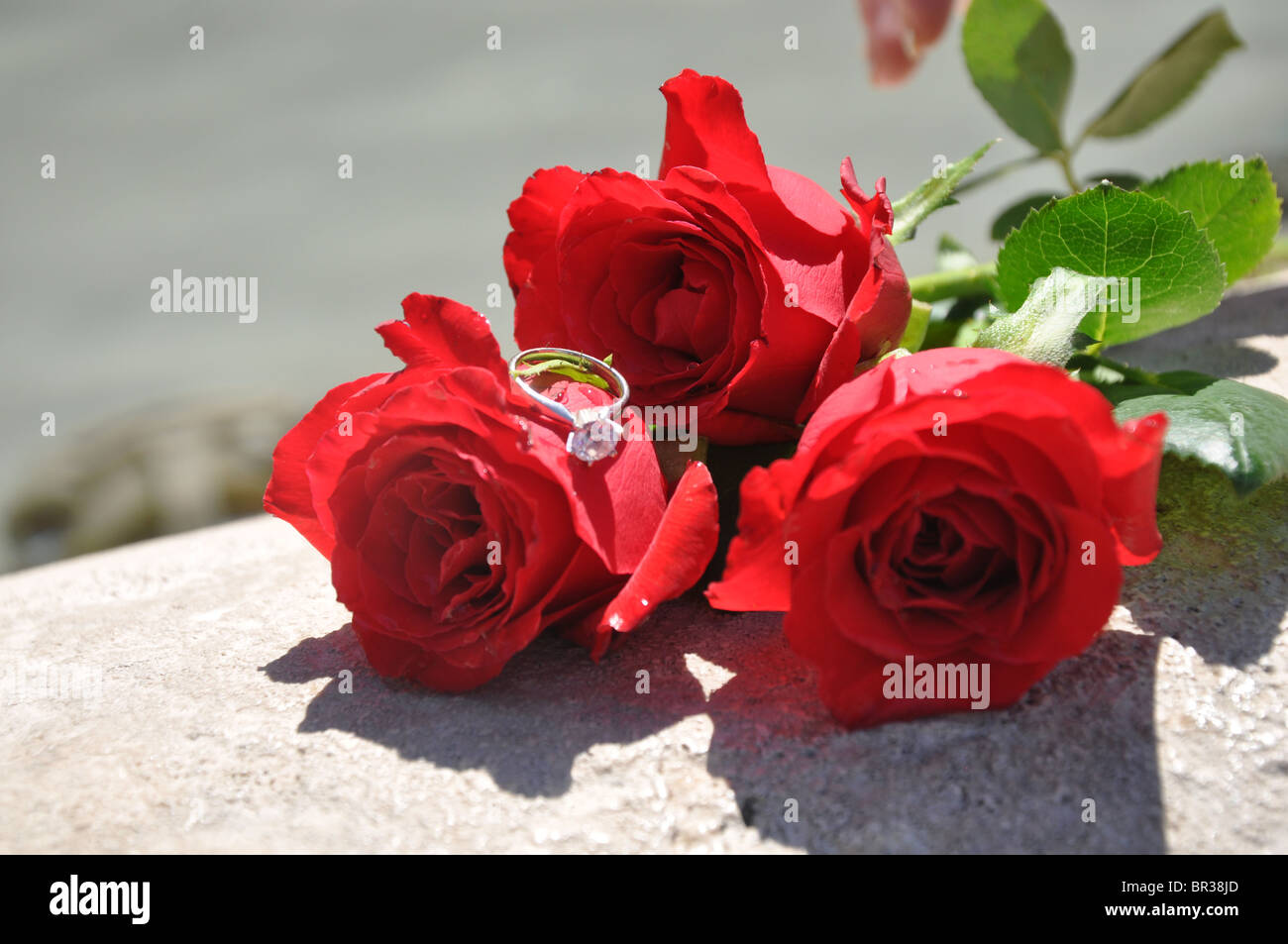 Engagement in Rome with Roses and Solitaire diamond ring Stock Photo ...