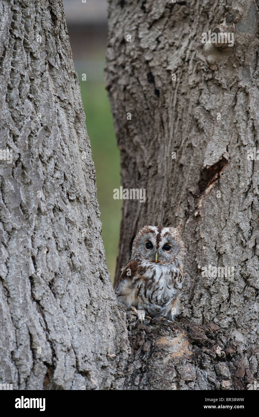 Tawny Owl in habitat Stock Photo - Alamy