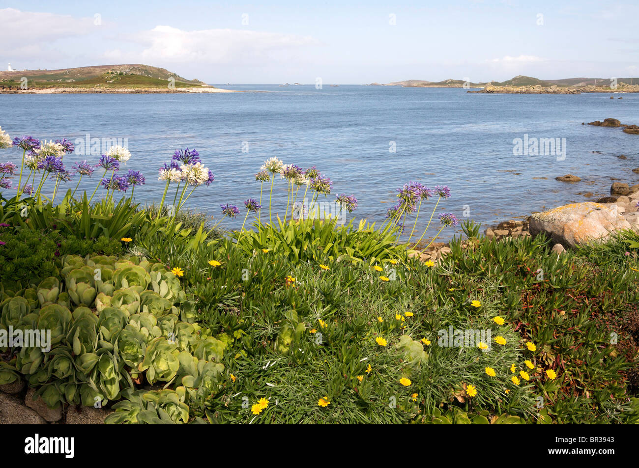 Agapanthus plants hi-res stock photography and images - Alamy