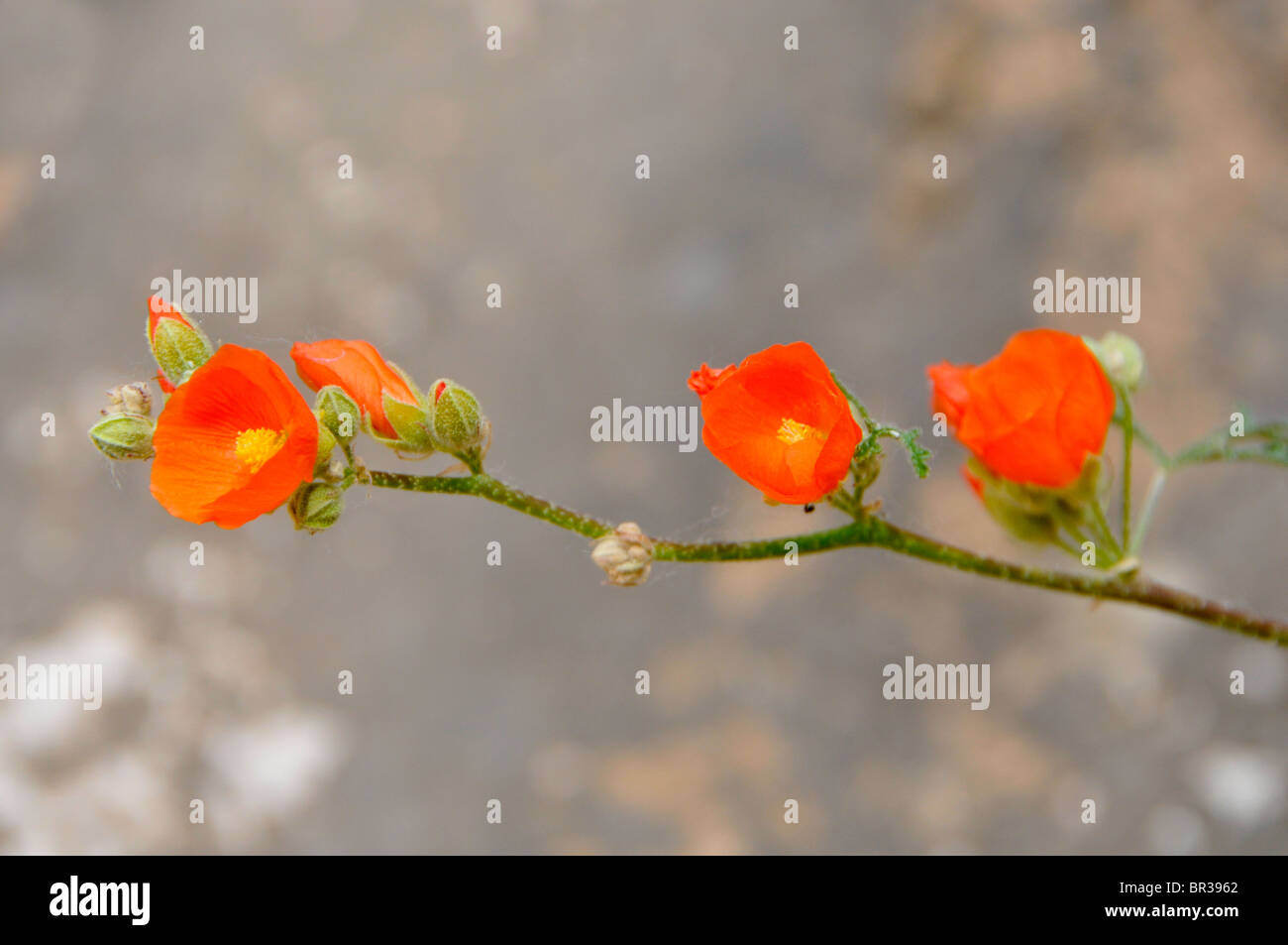 Orange Spring Flower Mount Zion National Park Utah Stock Photo - Alamy