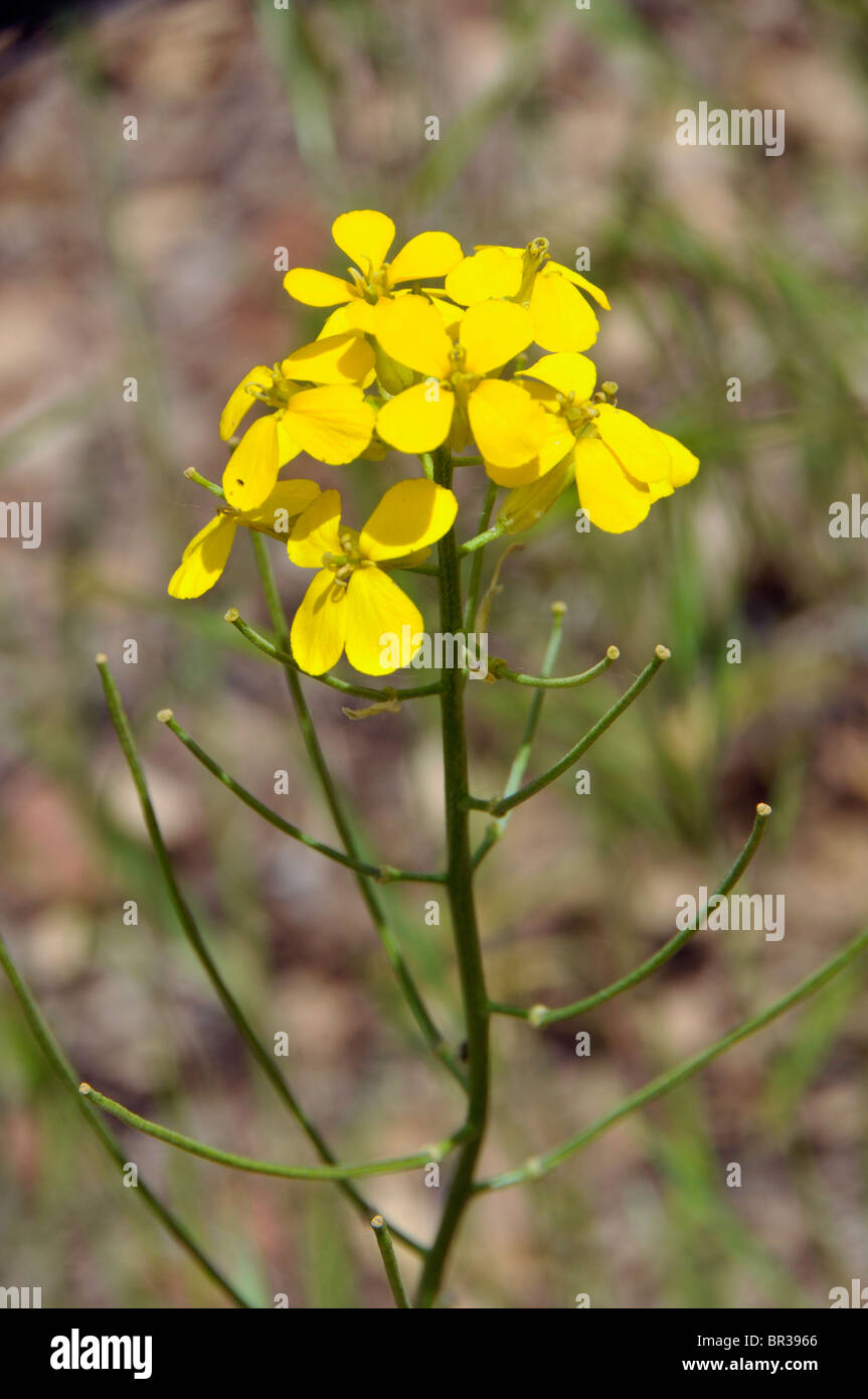 Yellow Spring Flower Mount Zion National Park Utah Stock Photo - Alamy