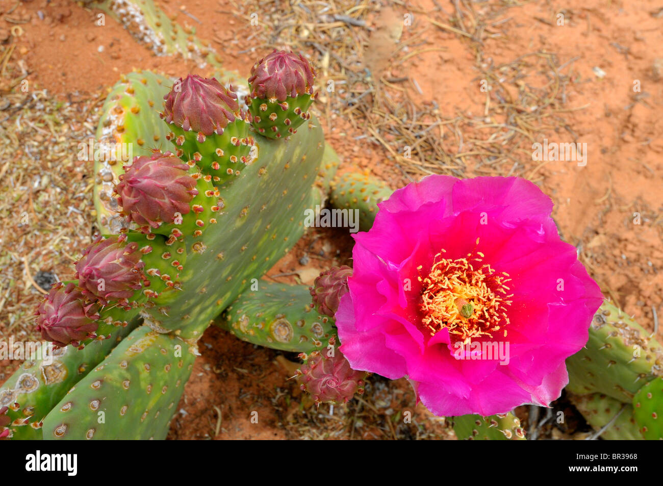 Pink Cactus Mount Zion National Park Utah Stock Photo - Alamy