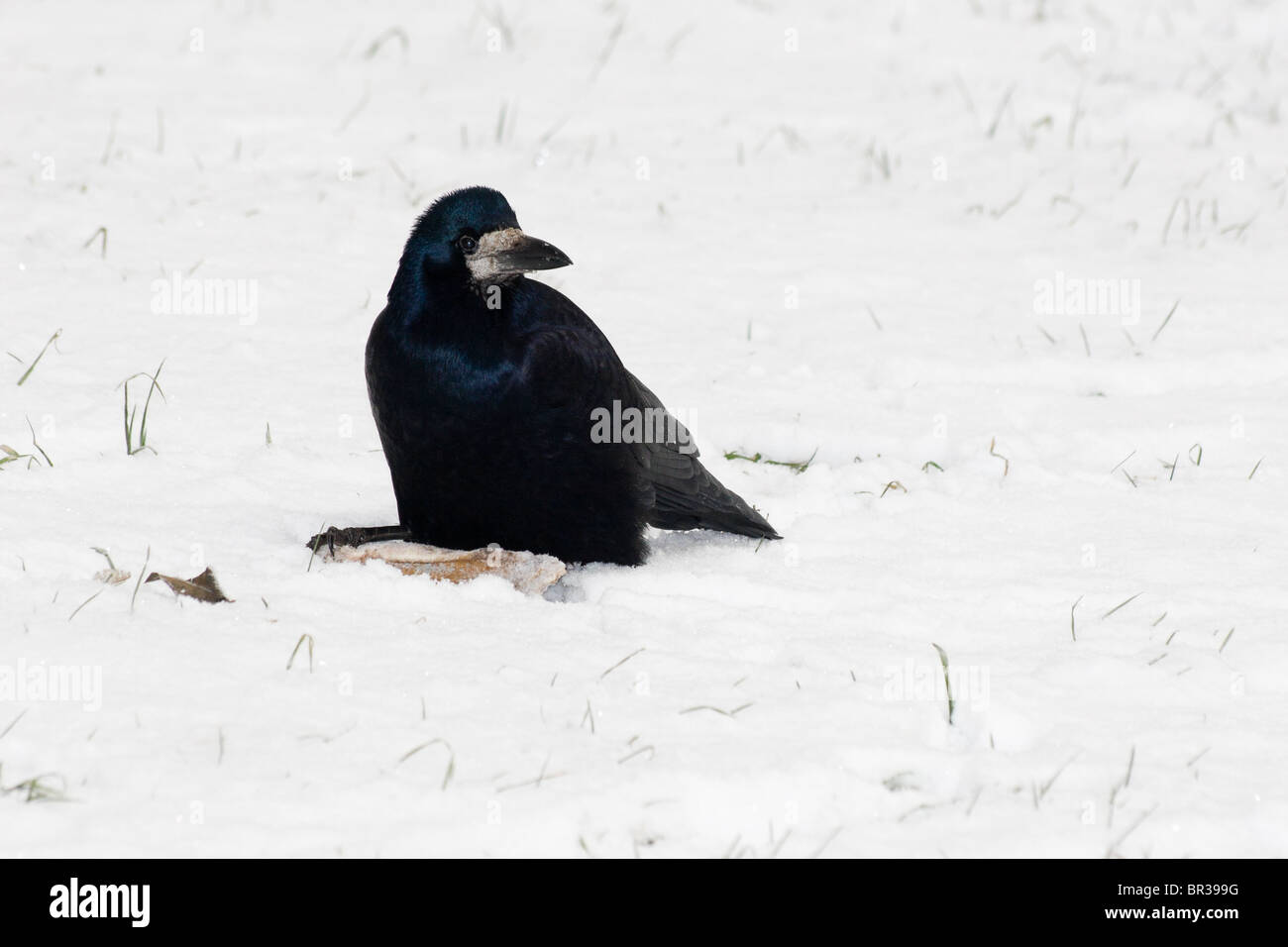 Adult Rook (Corvus frugilegus) in a natural habitat. Wildlife ...