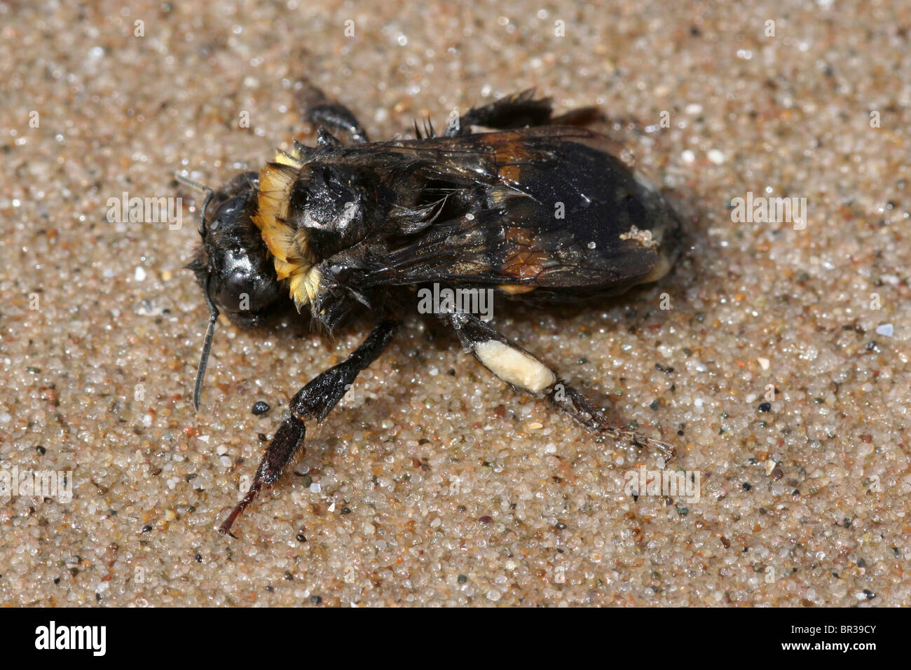 Sand bee hi-res stock photography and images - Alamy