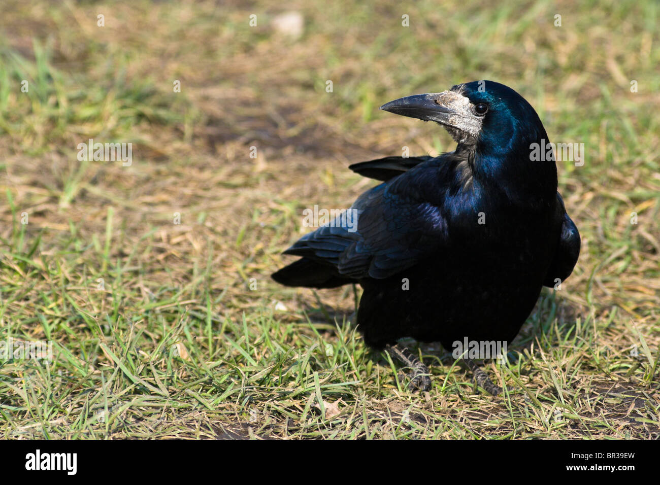 Rook habitat hi-res stock photography and images - Alamy